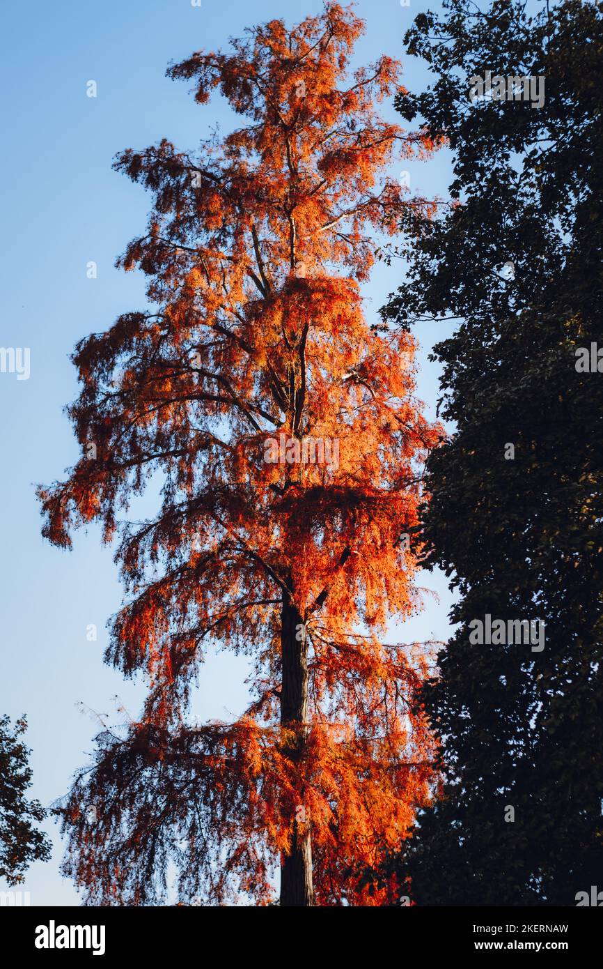 Crimson red colors hi-res stock photography and images - Alamy