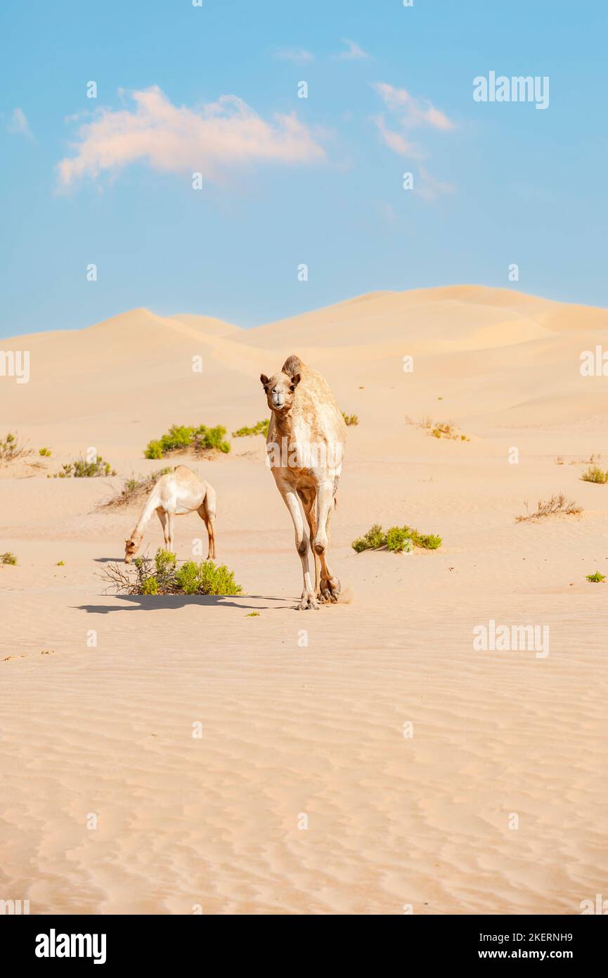 Camel walking in the desert of the empty quarter, Middle East, Arabian ...