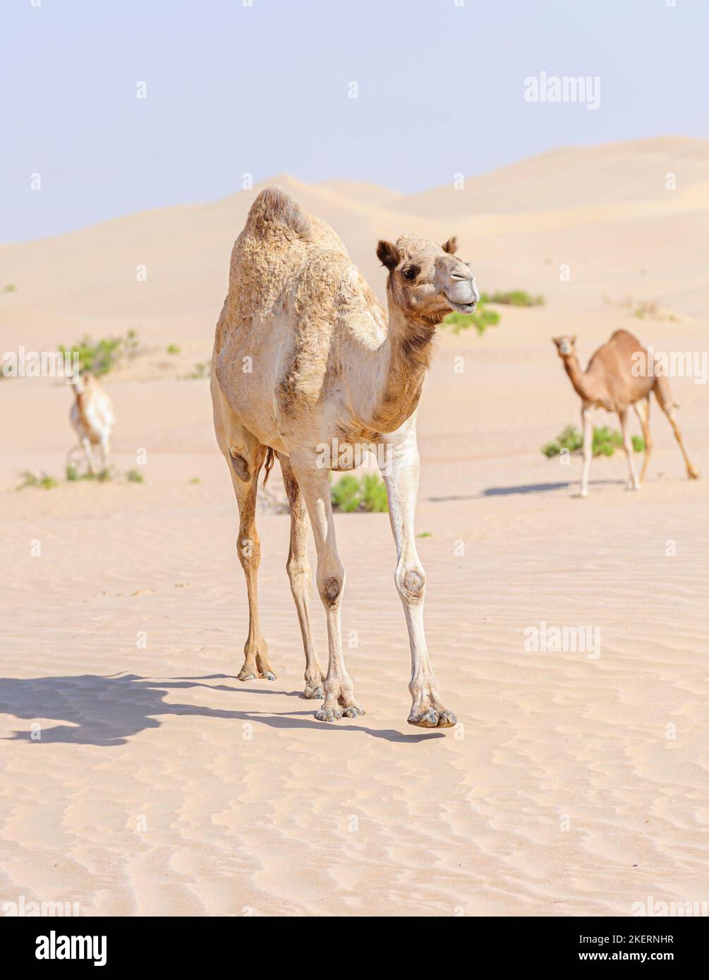 Arabian peninsule hi-res stock photography and images - Alamy