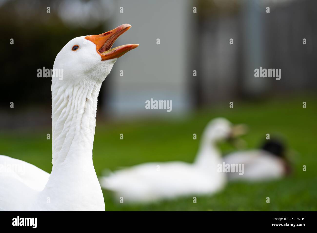 ducks and goose grazing on grass in a park in canada, in summertime ...