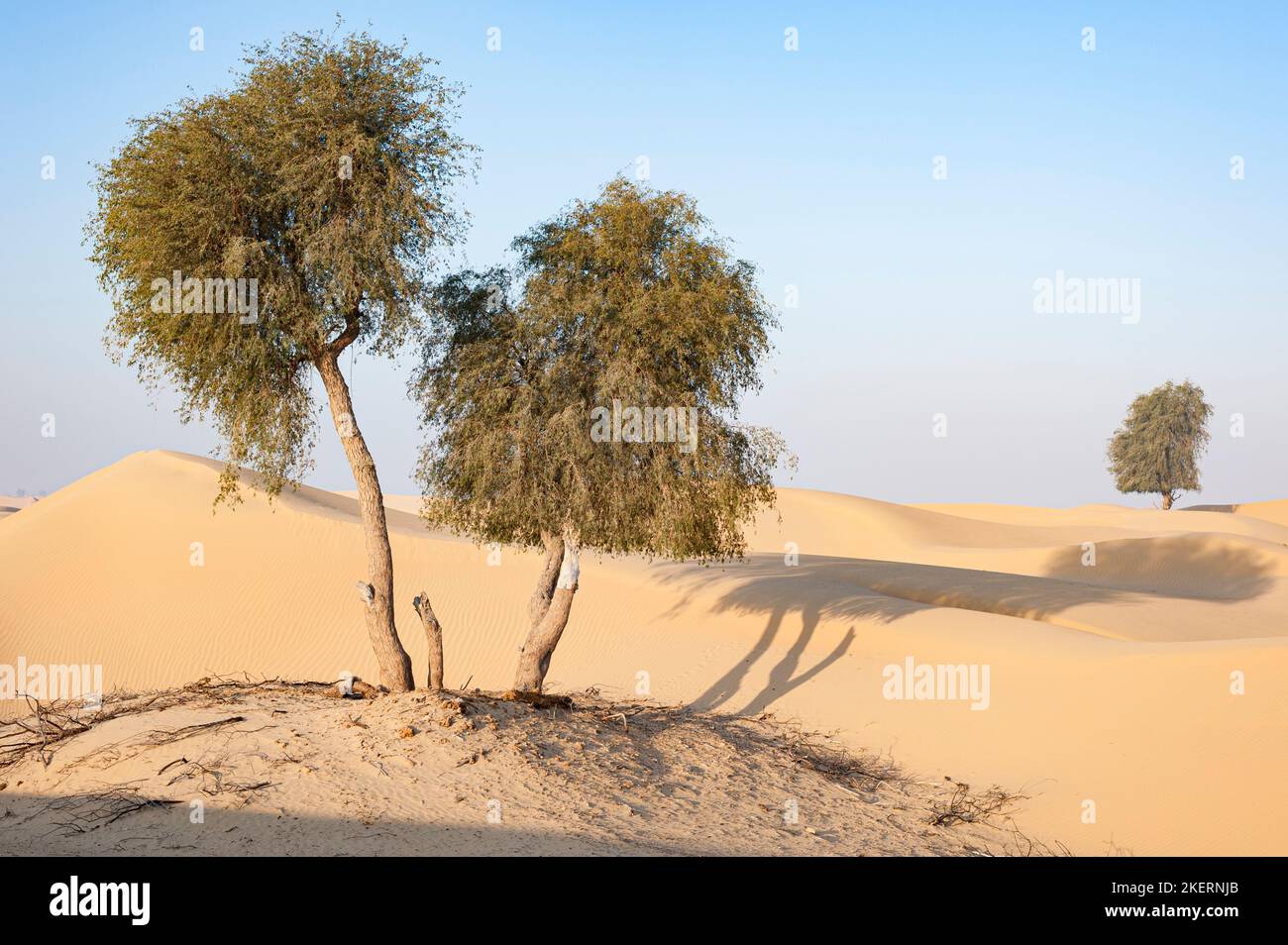 Trees in the desert of the United Arab Emirates, nature in the Middle ...