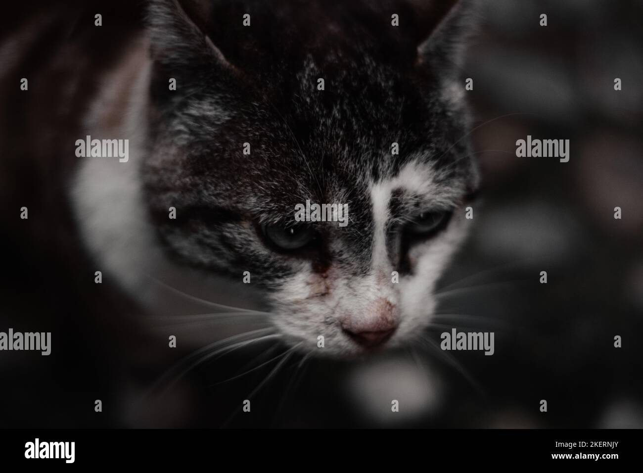 A close up of a street cat with a wistful look in the eyes Stock Photo ...