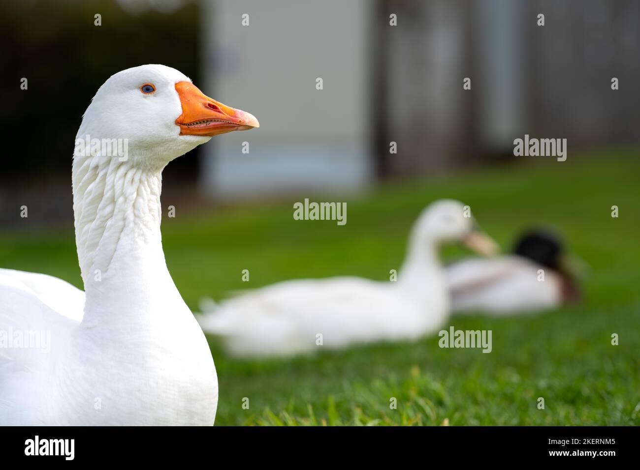 ducks and goose grazing on grass in a park in canada, in summertime ...