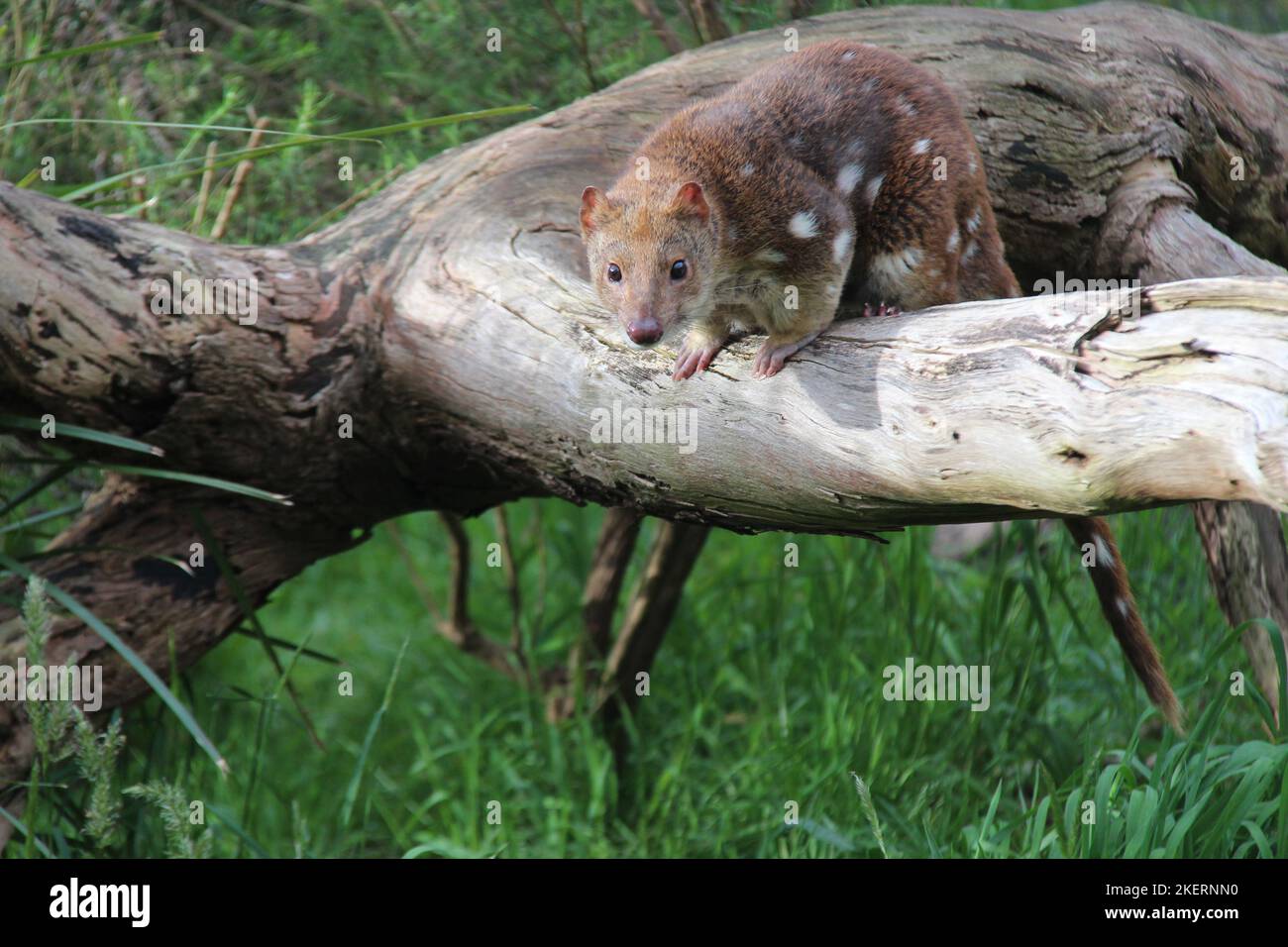 spotted quoll in australia Stock Photo - Alamy