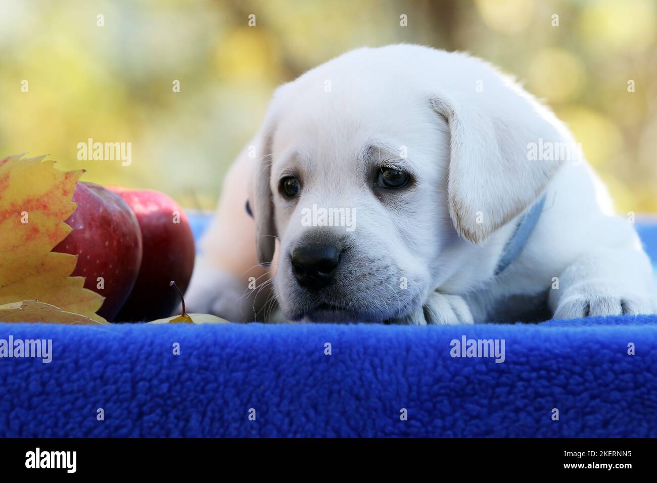yellow labrador retriever in autumn close up portrait Stock Photo - Alamy