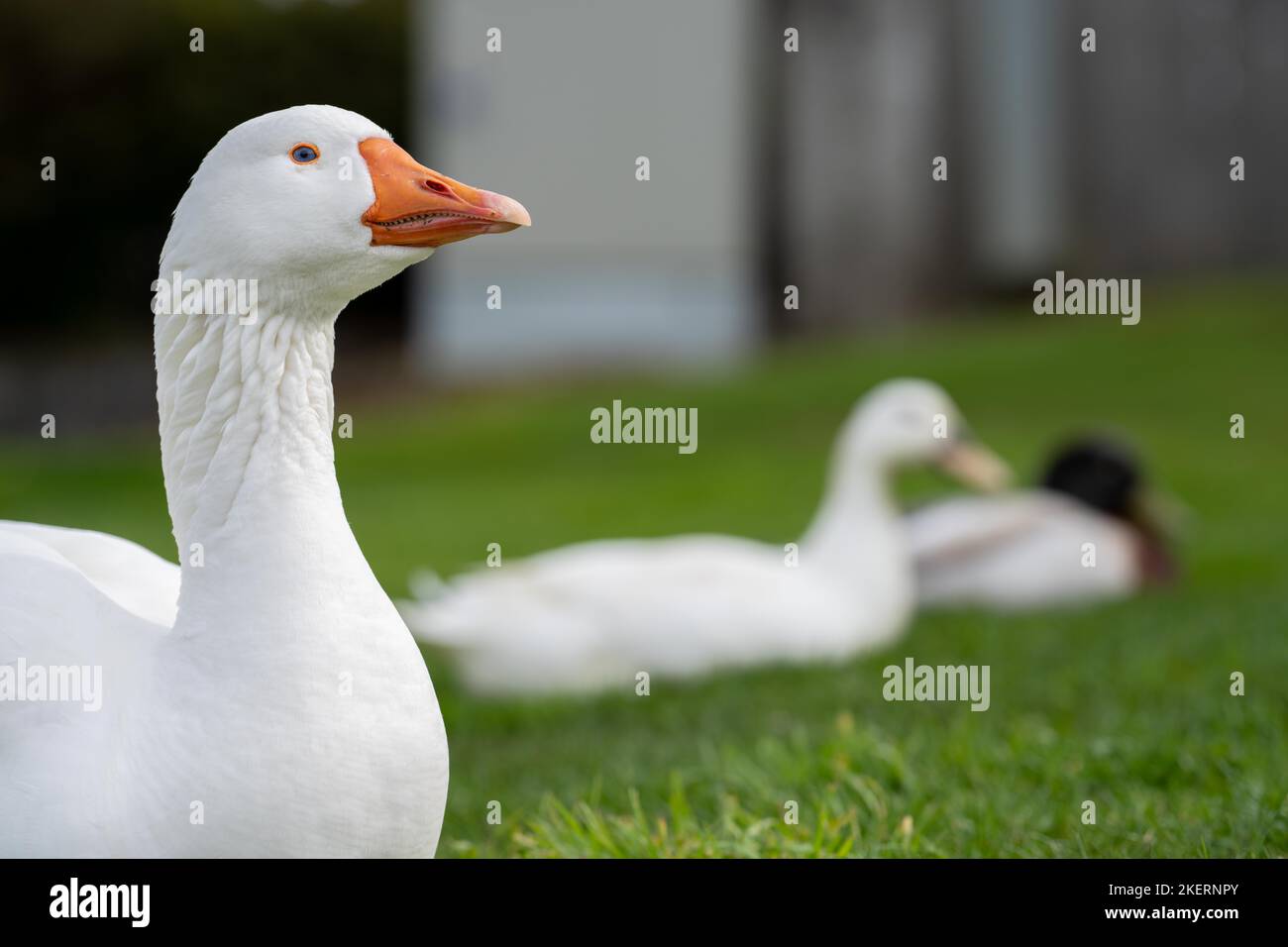 ducks and geese sleeping on a lake in spring in canada Stock Photo - Alamy