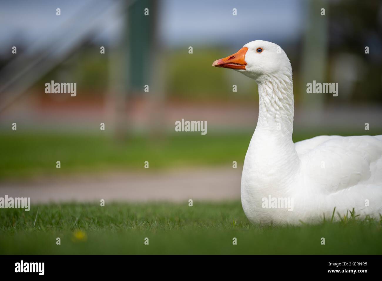 ducks and geese sleeping on a lake in spring in canada Stock Photo - Alamy