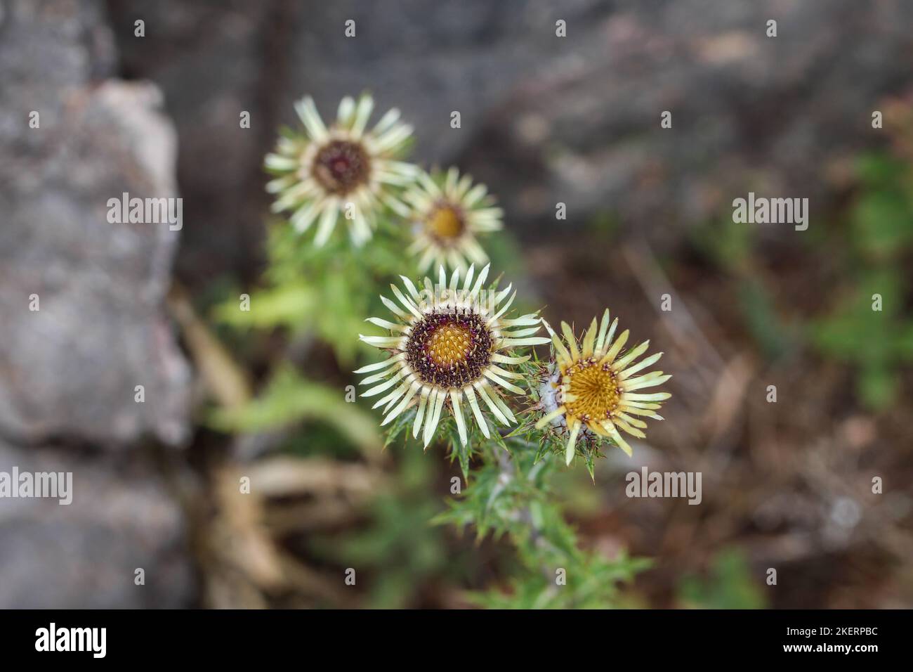 Flowers of the carline thistle (latina name: Carlina vulgaris) in ...