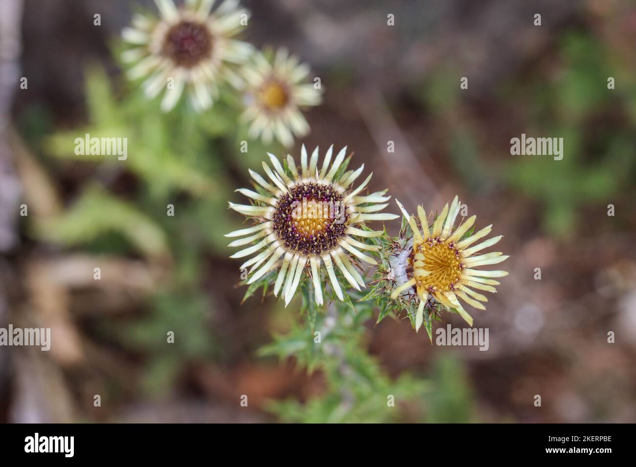 Flowers of the carline thistle (latina name: Carlina vulgaris) in ...
