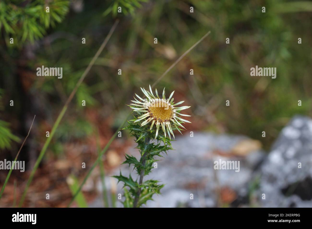 Flowers of the carline thistle (latina name: Carlina vulgaris) in ...