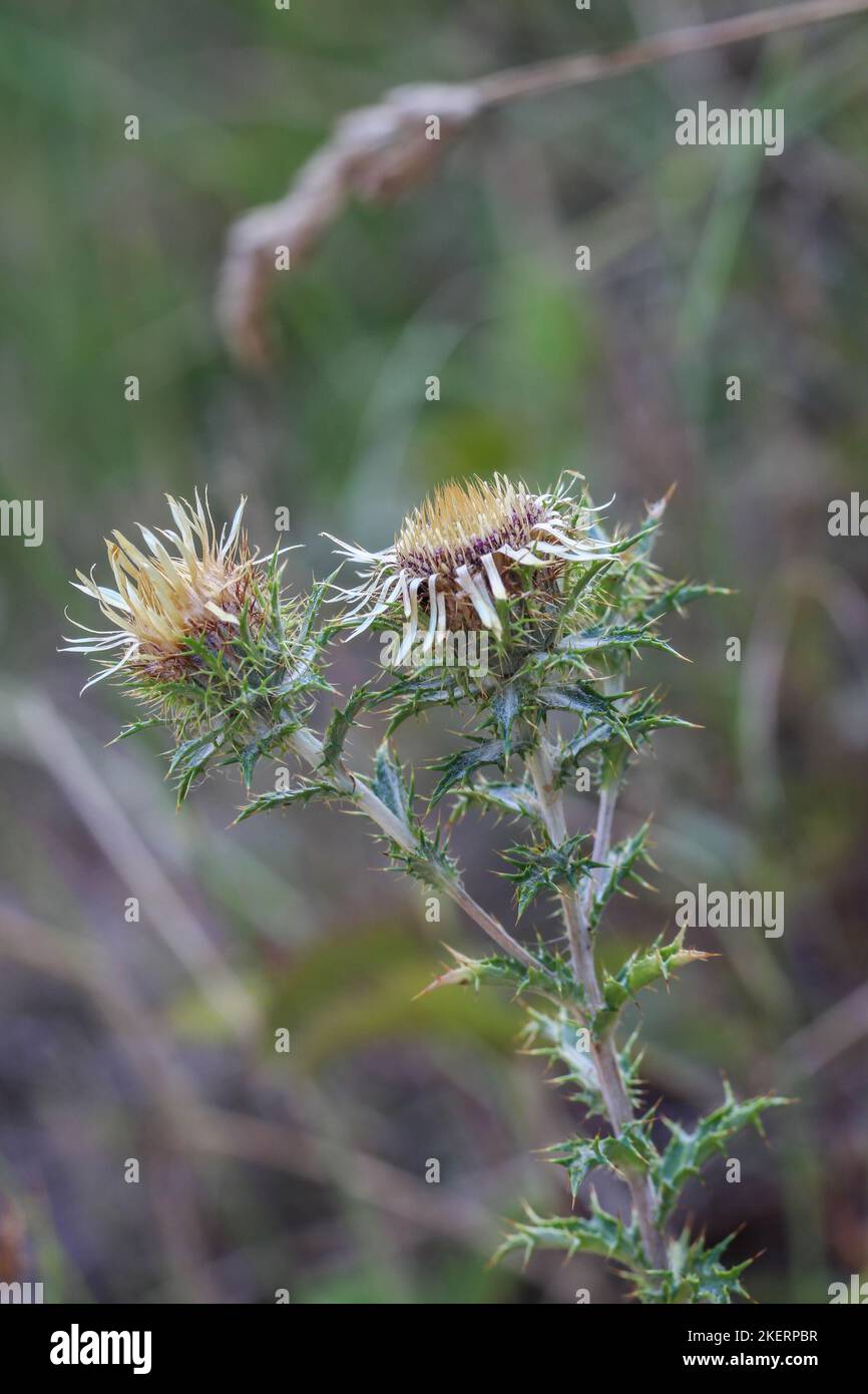 Flowers of the carline thistle (latina name: Carlina vulgaris) in ...