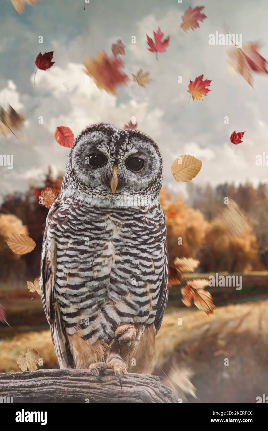 An adorable little owl posing for photographs. UK: THESE STUNNING ...