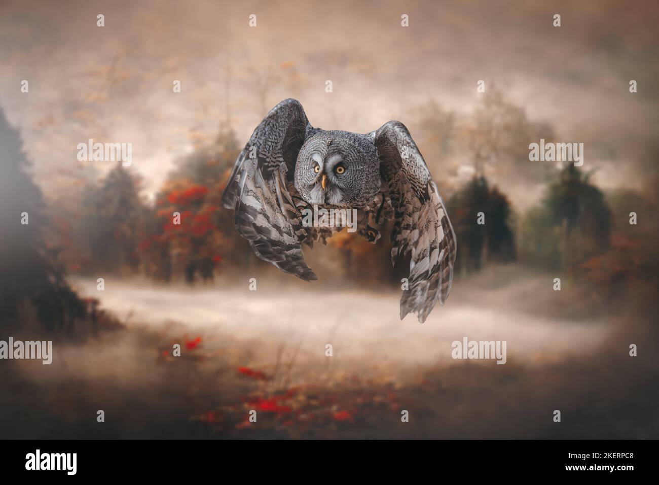 A large owl mid-flight. UK: THESE STUNNING images show British birds ...