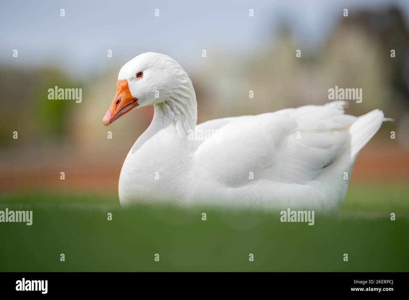 goose and white geese in nature in the park in spring Stock Photo - Alamy