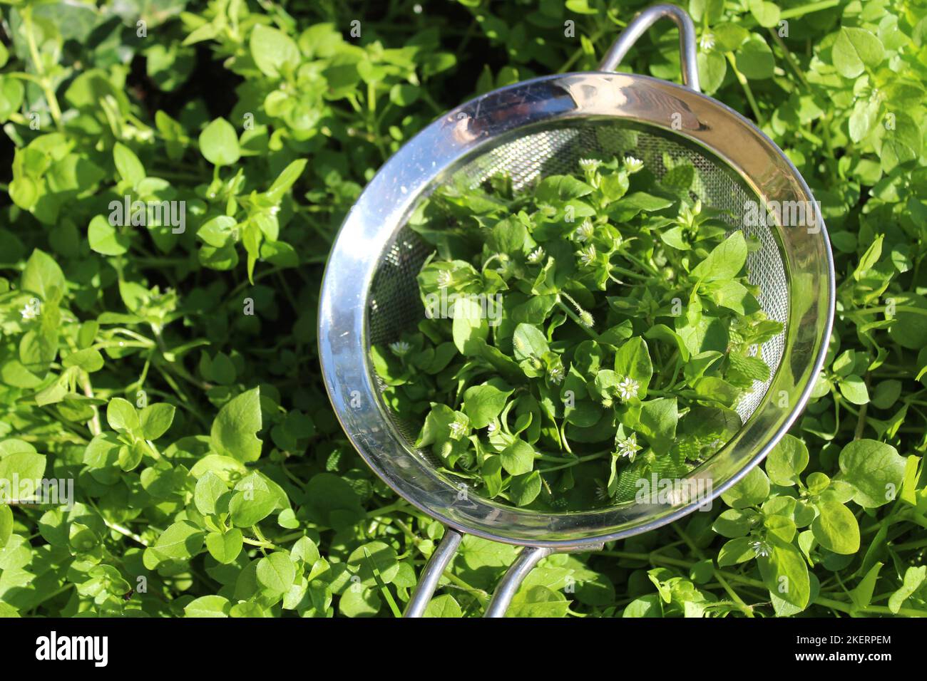 fresh chickweed in a sieve in the herb garden Stock Photo - Alamy