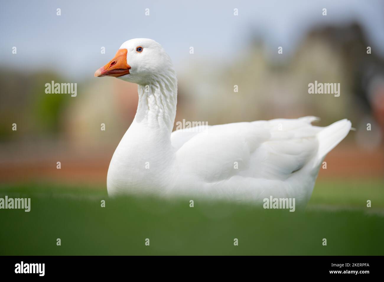 Poultry farming brazil hi-res stock photography and images - Alamy