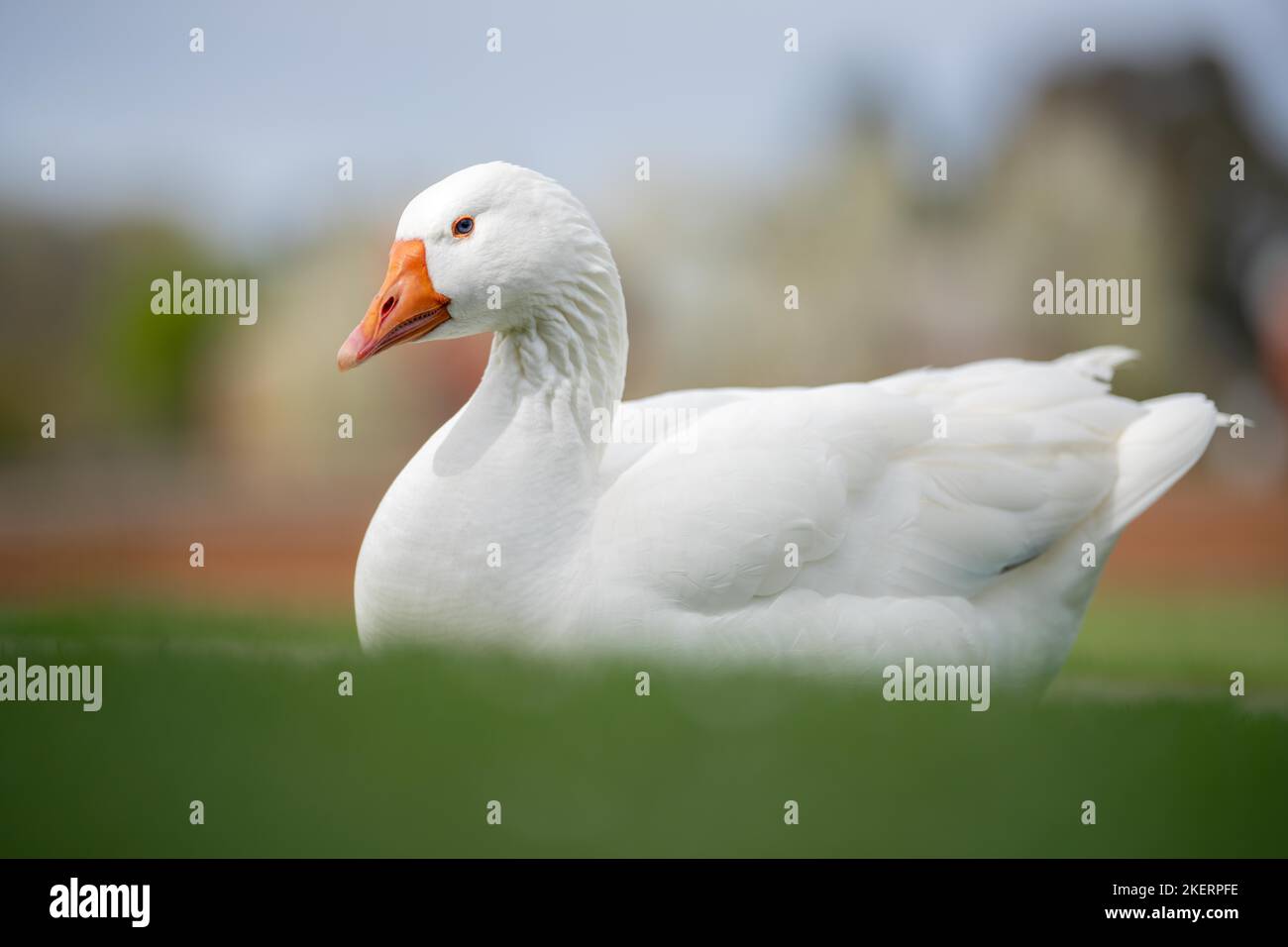 ducks and geese sleeping on a lake in spring in canada Stock Photo - Alamy