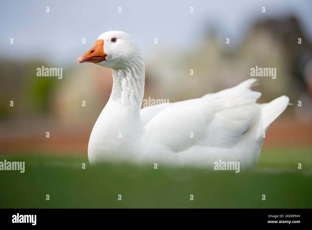 goose grazing on grass in a park in canada, in summer Stock Photo - Alamy
