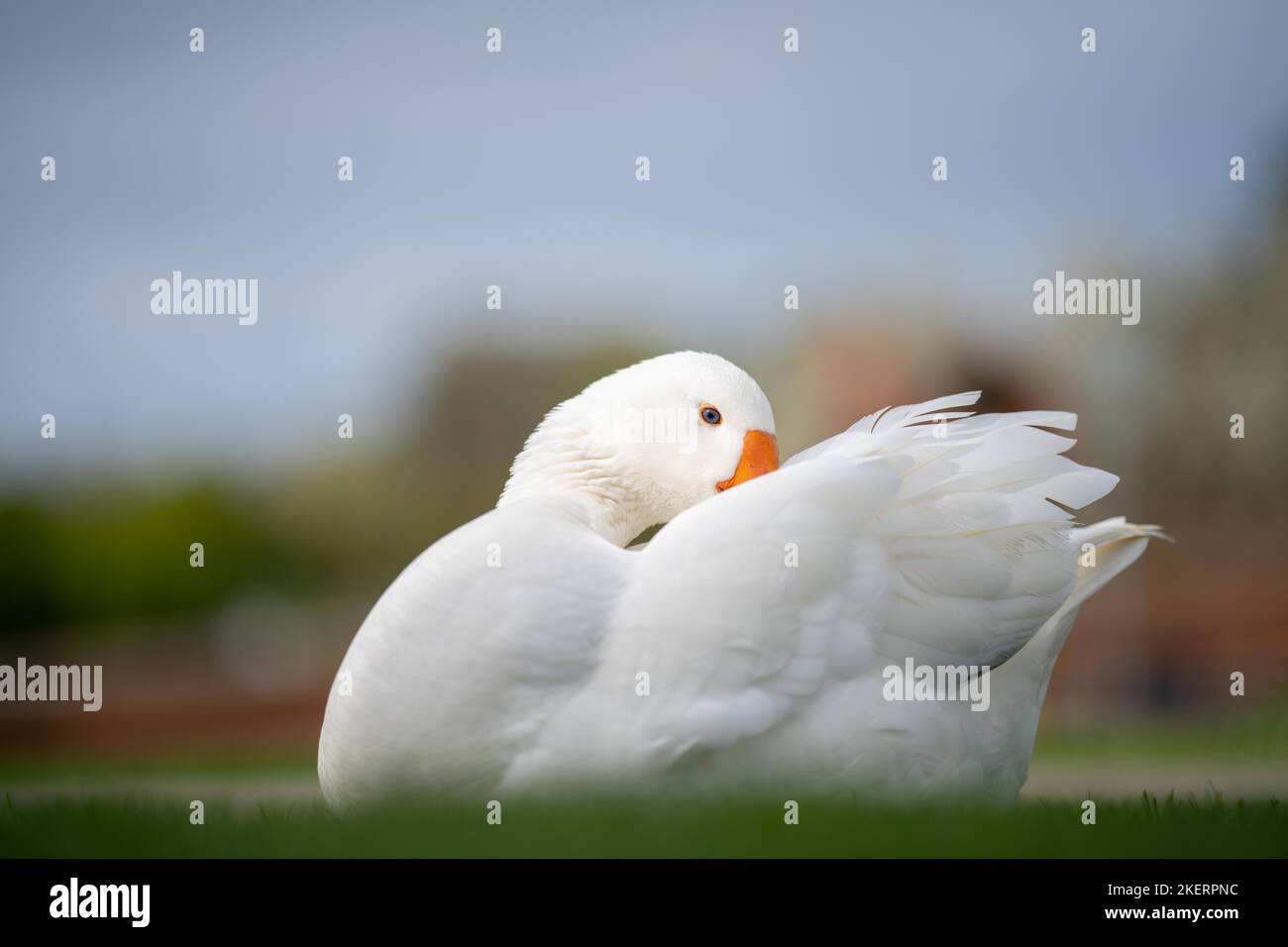ducks and geese sleeping on a lake in spring in canada Stock Photo - Alamy