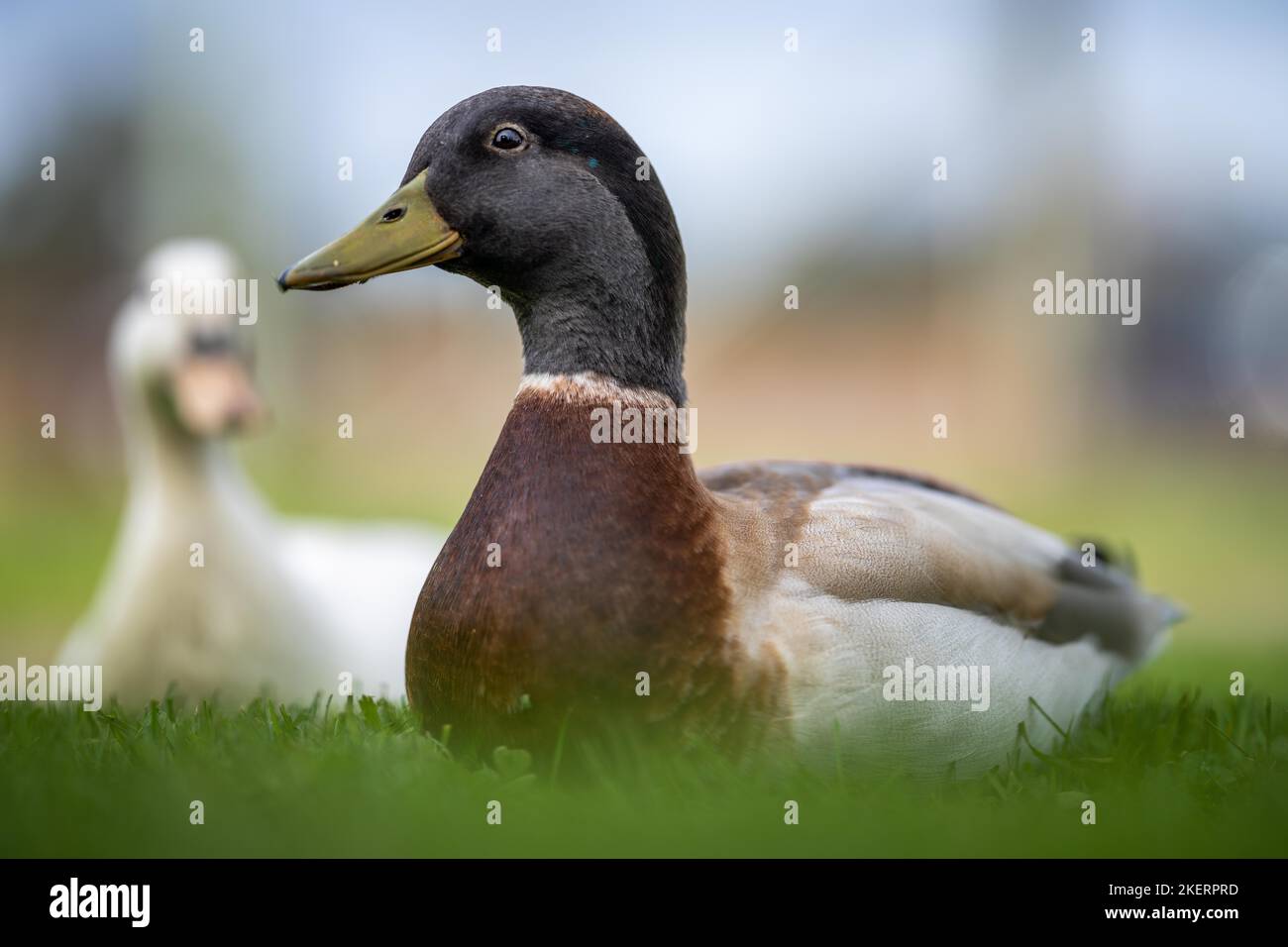 ducks and geese sleeping on a lake in spring in canada Stock Photo - Alamy