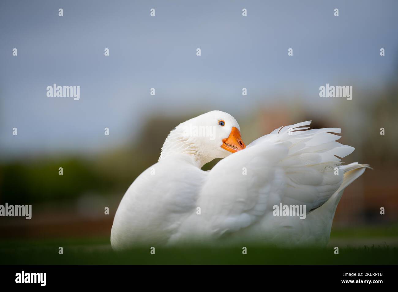 ducks and goose grazing on grass in a park in canada, in summertime ...