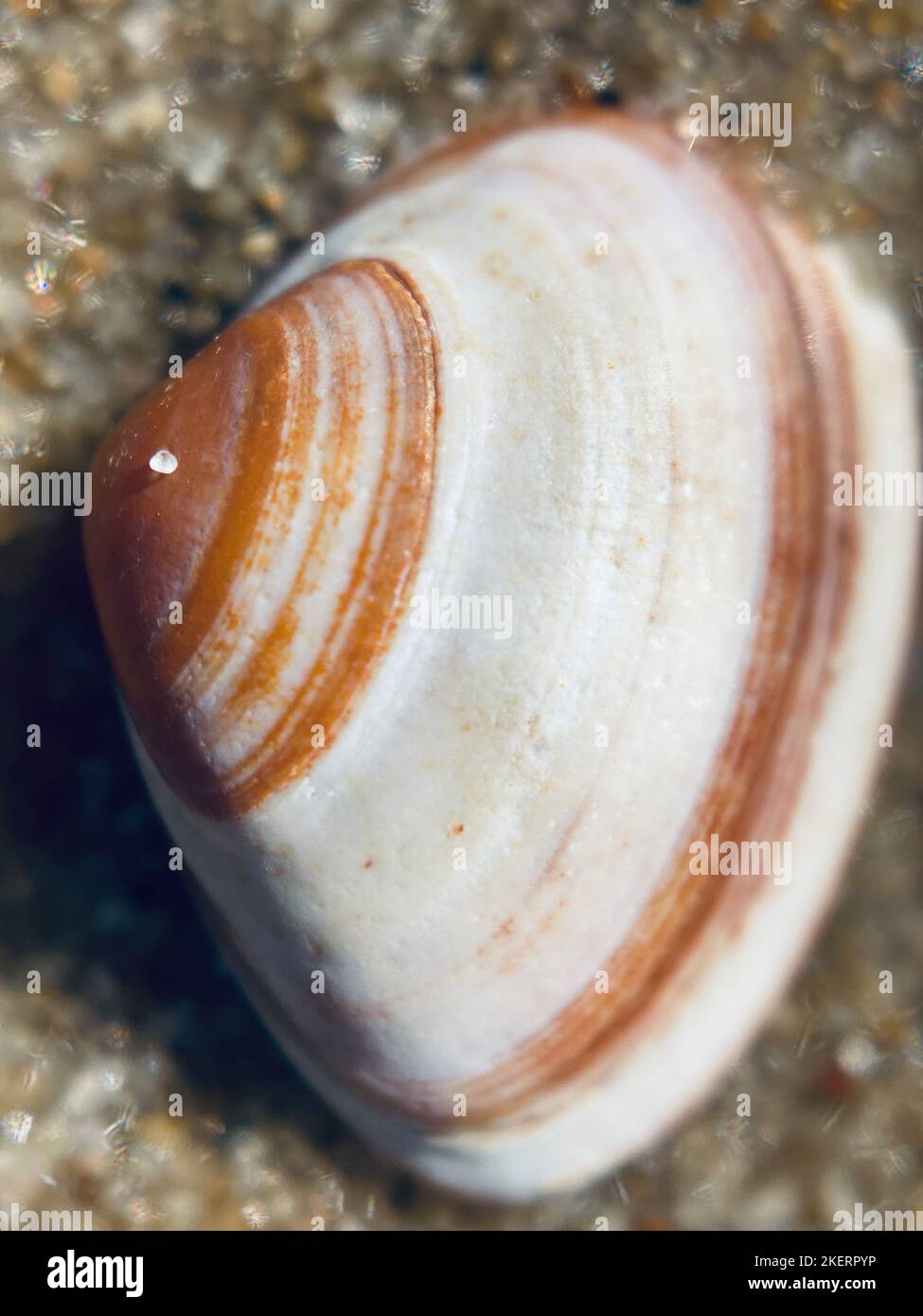 Close-Up Of Sea Shell Lying On Sand At Beach Stock Photo - Alamy