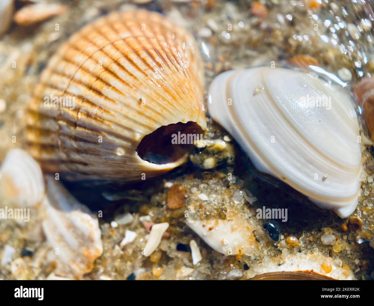 Close-Up Of Sea Shell Lying On Sand At Beach Stock Photo - Alamy