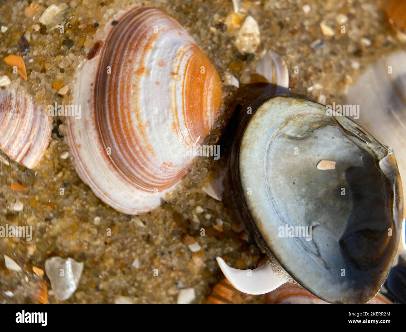 Close-Up Of Sea Shell Lying On Sand At Beach Stock Photo - Alamy
