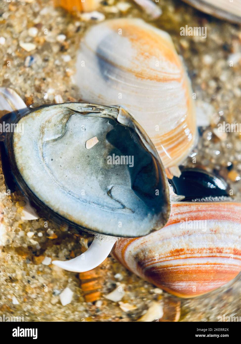 Close-Up Of Sea Shell Lying On Sand At Beach Stock Photo - Alamy