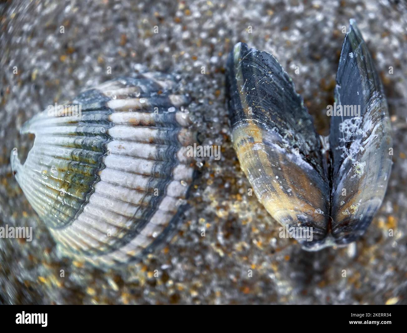 Close-Up Of Sea Shell Lying On Sand At Beach Stock Photo - Alamy