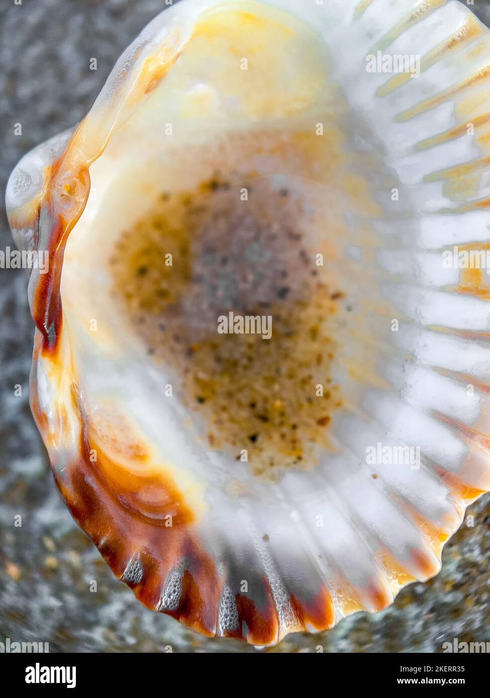 Close-Up Of Sea Shell Lying On Sand At Beach Stock Photo - Alamy