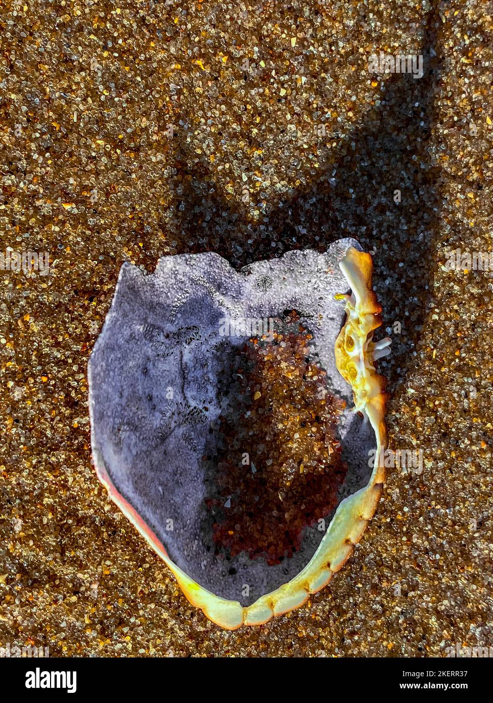 Close-Up Of Sea Shell Lying On Sand At Beach Stock Photo - Alamy