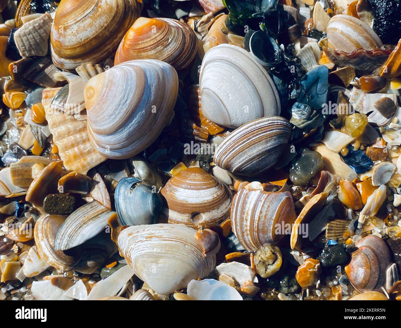Close-Up Of Sea Shell Lying On Sand At Beach Stock Photo - Alamy