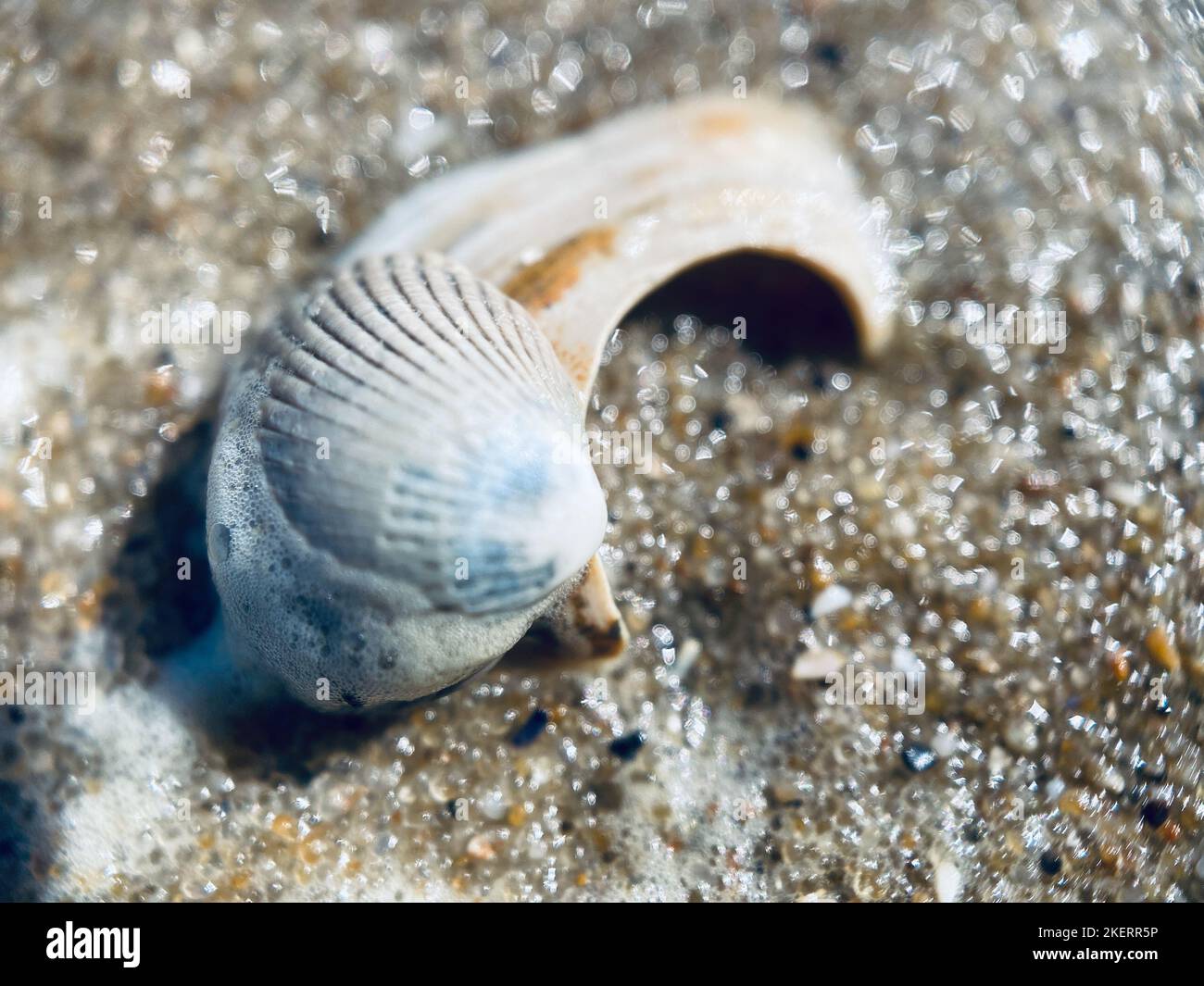 Close-Up Of Sea Shell Lying On Sand At Beach Stock Photo - Alamy
