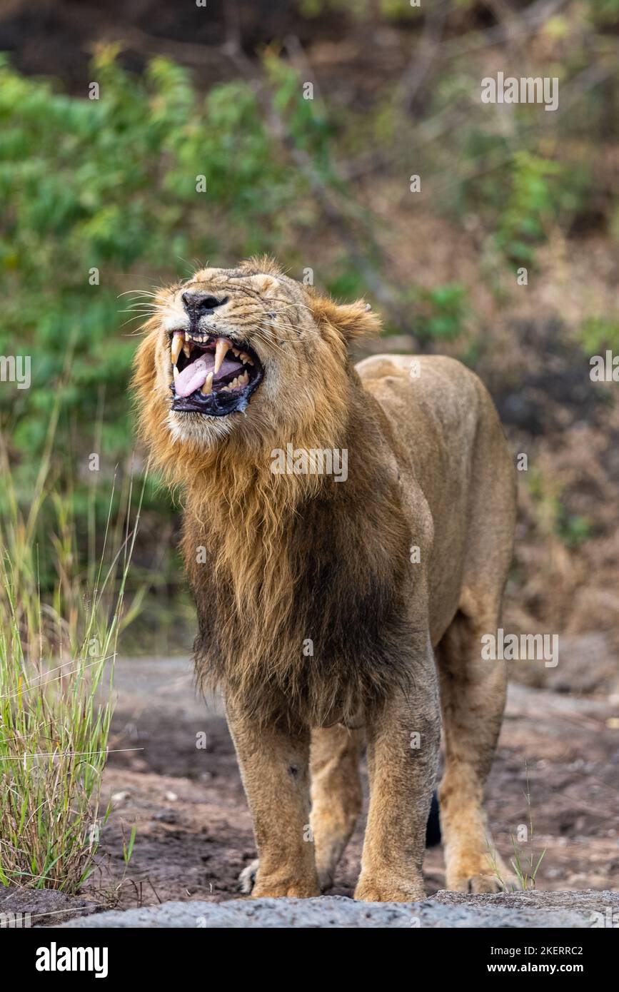 A lion smiling to the camera. Sasan Gir, India: THESE COMICAL images ...