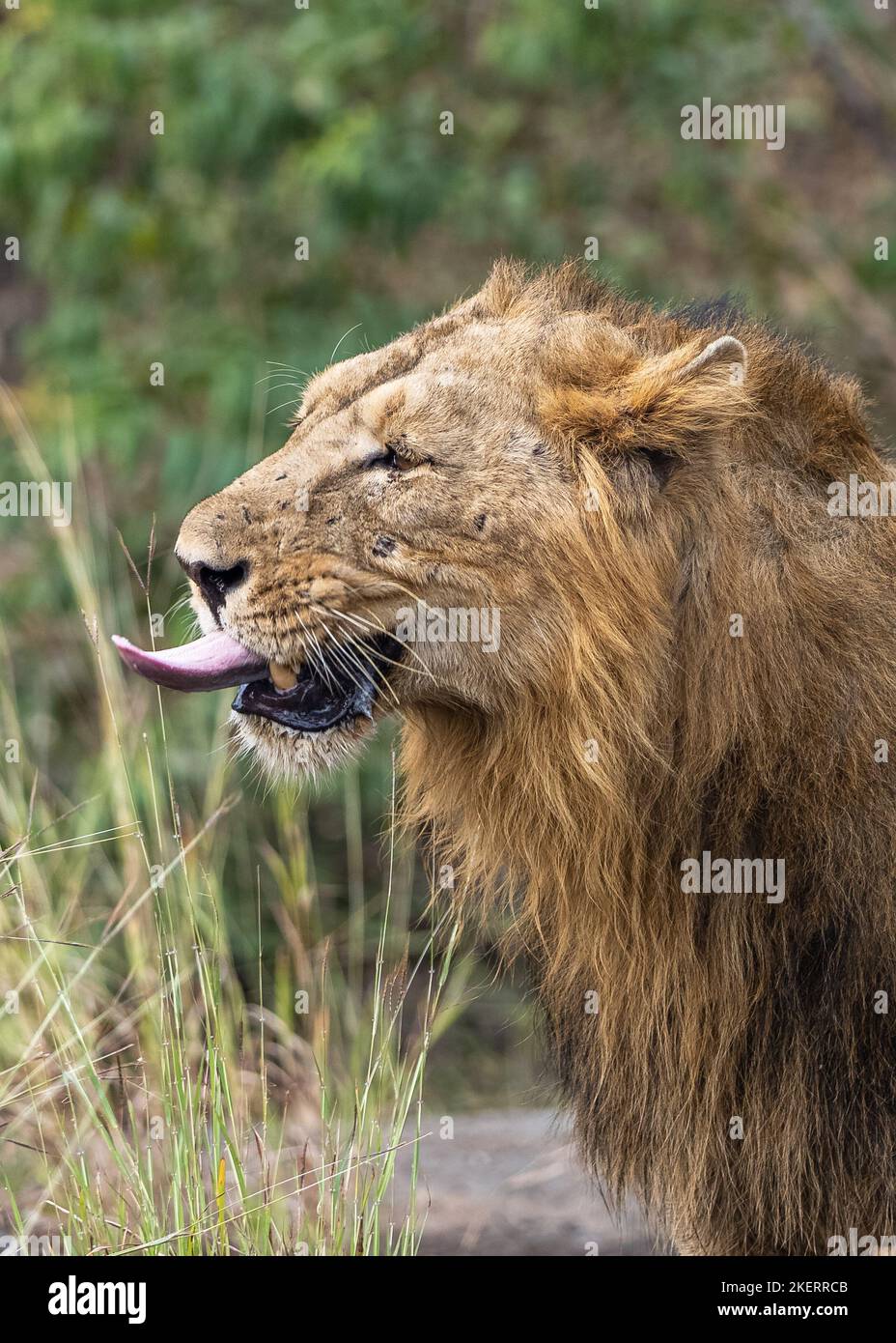 Blowing a raspberry. Sasan Gir, India: THESE COMICAL images show a pair ...