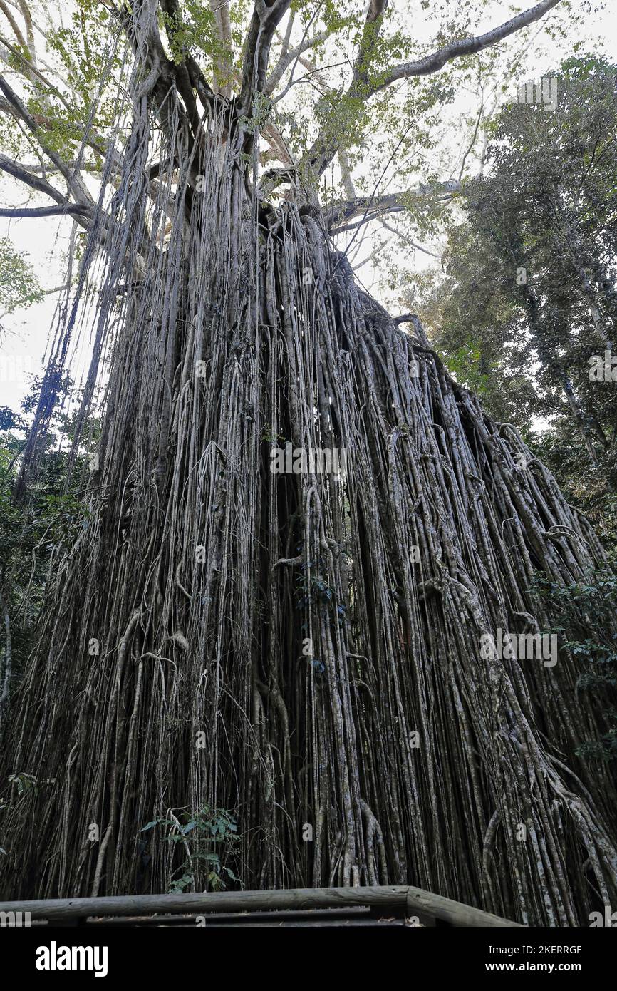 267 The so-called Curtain Fig Tree, giant rainforest strangler fig near ...