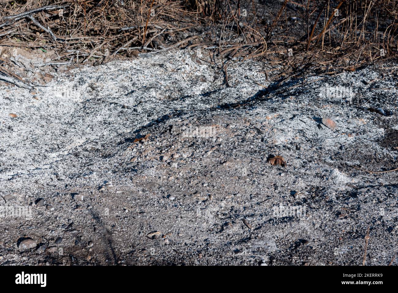 Ash after burning of bushes, fire in the woods Stock Photo - Alamy