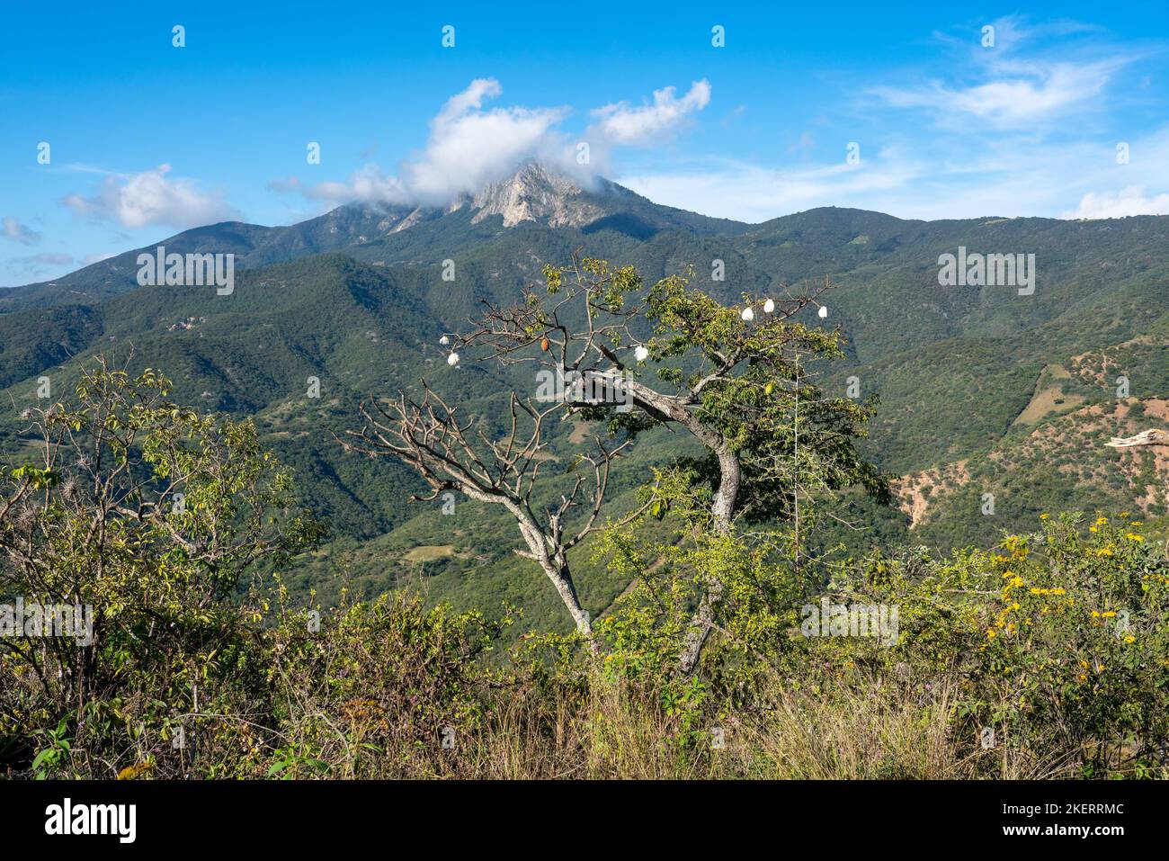Cazahuate or Tree Morning Glory in the Sierra Mixe Range of the Sierra ...