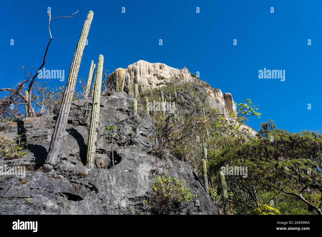 Columnar cacti below the Cascada Grande or the Big Waterfall mineral ...
