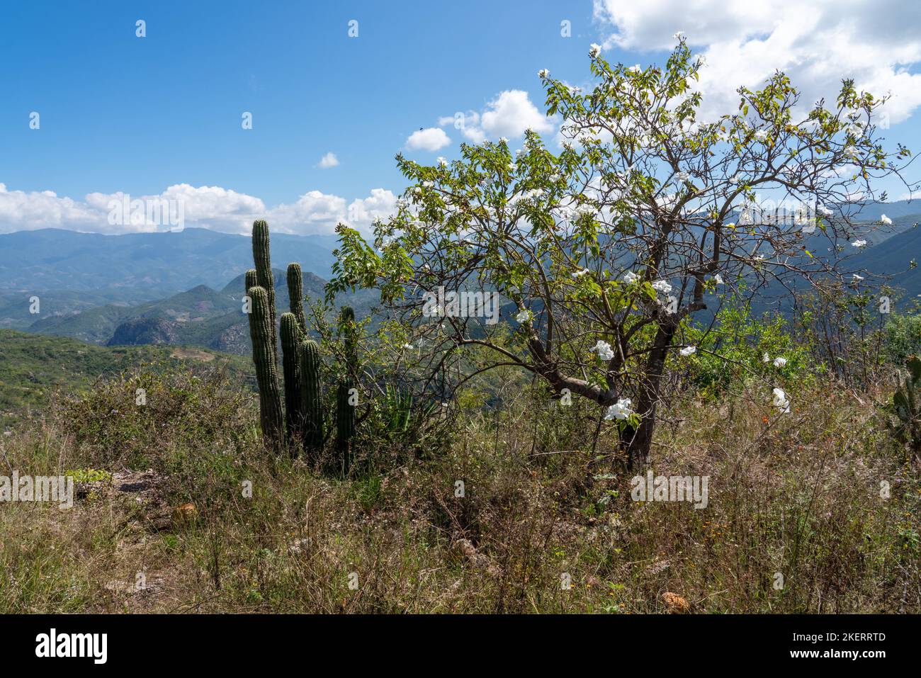 Cazahuate or Tree Morning Glory, Ipomoea arborescens, in the Sierra ...