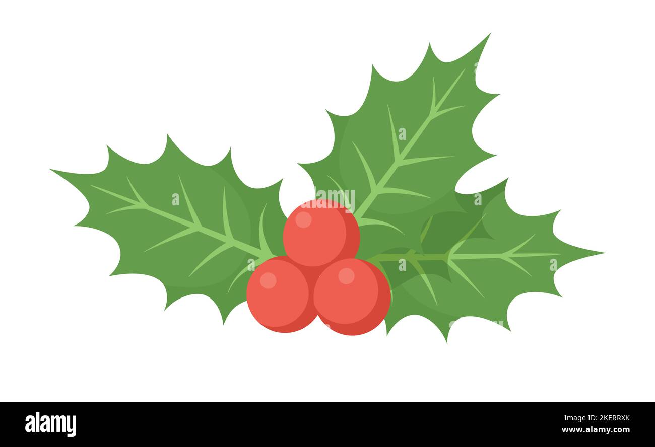 Common holly isolated Stock Vector Images - Alamy