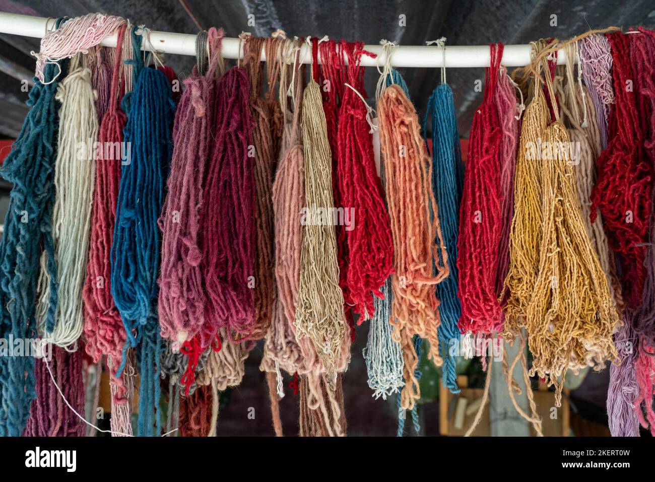 Wool yarn dyed with plant dyes and cochineal dye made from cochineal ...