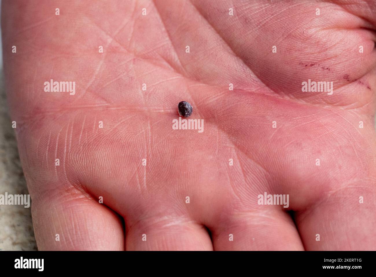 A dried female cochineal insect for making cochineal red dye in Oaxaca ...
