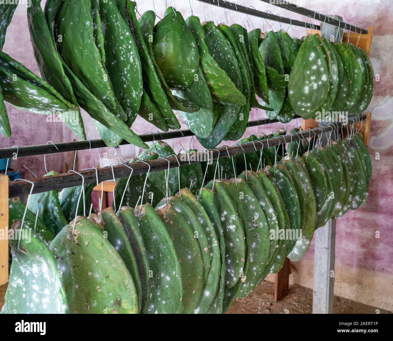 Nopal cactus pads with cochineal insects being cultivated to produce ...