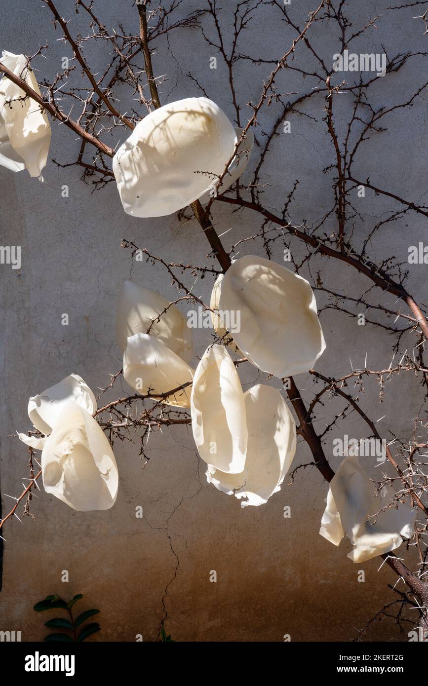 Thin bees wax forms bleach in the sun on thorny tree branches before ...