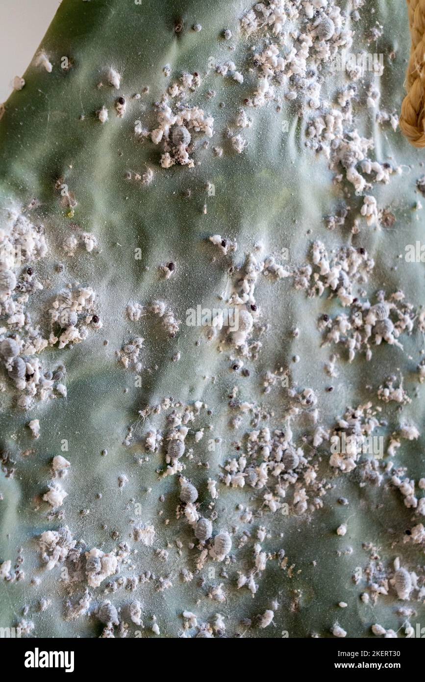 Nopal cactus pads with cochineal insects being cultivated to produce ...