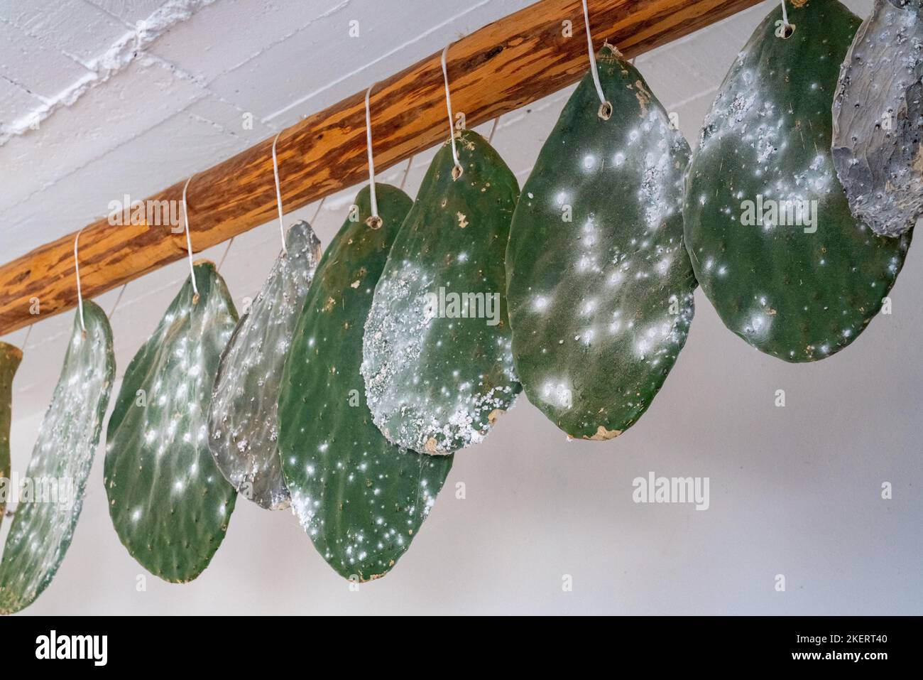 Nopal cactus pads with cochineal insects being cultivated to produce ...
