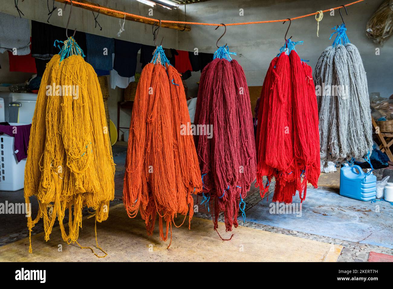 Skeins of woolen yarn drying after being dyed with natural plant dyes ...