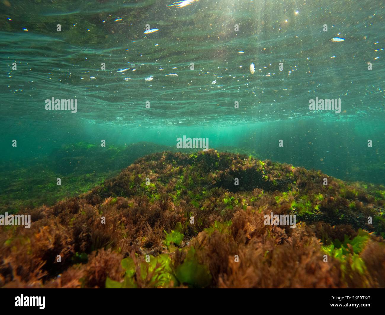 Marine vegetation hi-res stock photography and images - Alamy